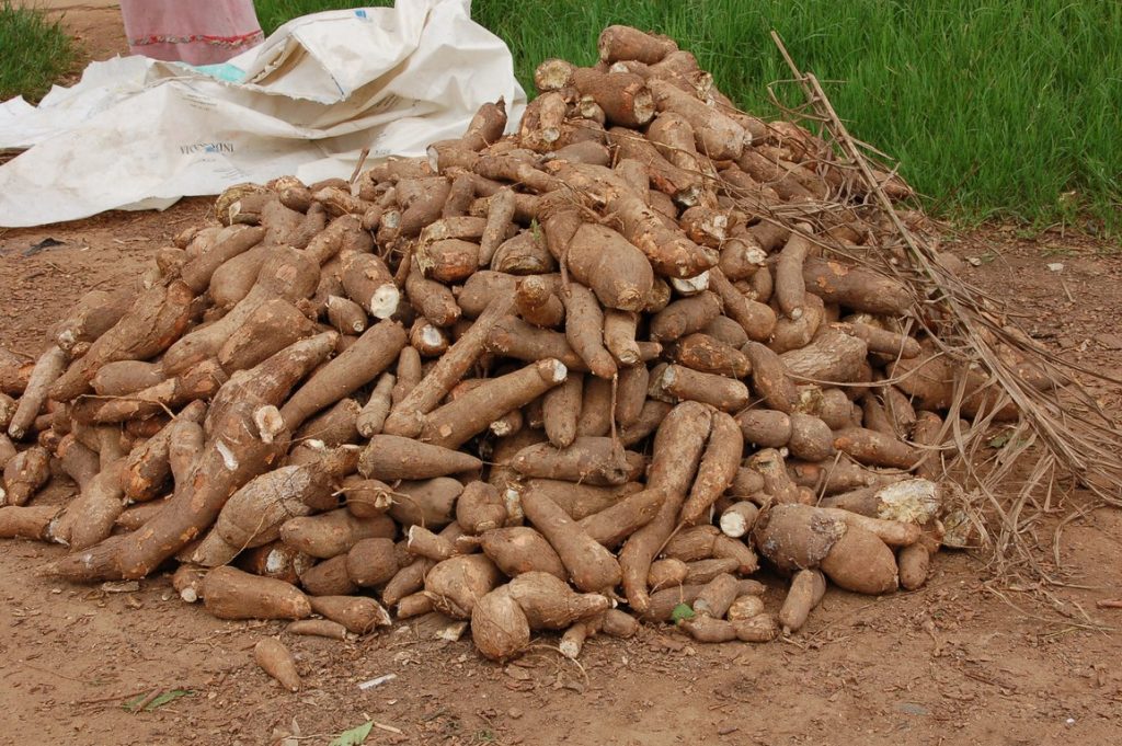 Genetic linkage map of cassava published in G3 – IITA Blogs