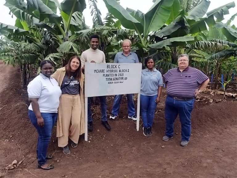Accelerating banana breeding: IITA cuts breeding time substantially ...