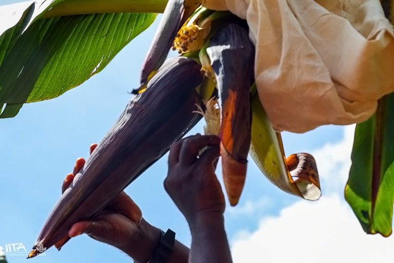 Accelerating banana breeding: IITA cuts breeding time substantially ...